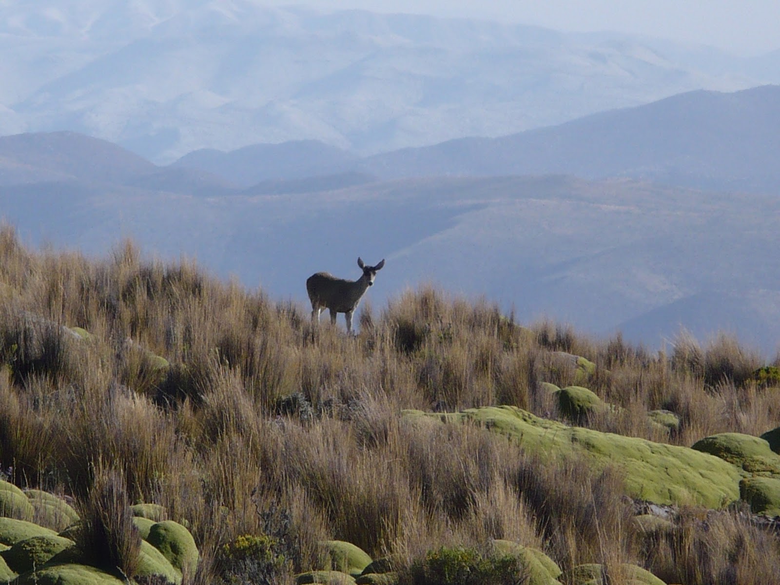 Monumento Natural La Taruca - Salta - Tripin Argentina